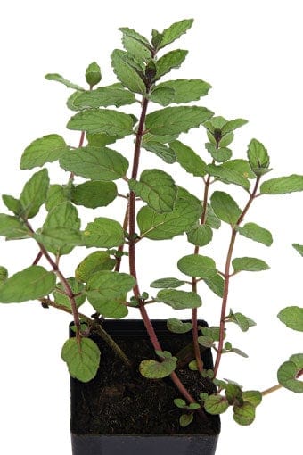 Organic Mint - White Peppermint | Mentha piperita officinalis Plant ...