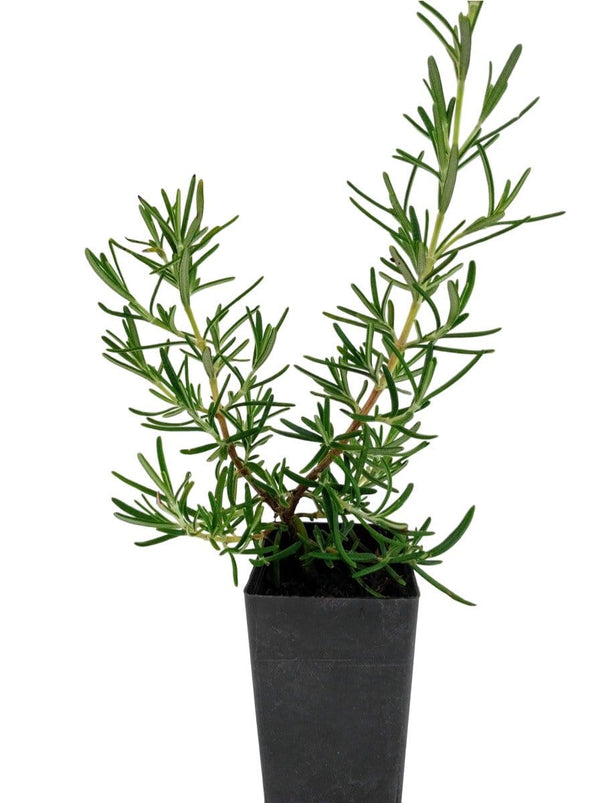 Organic White Flowering Rosemary Plant - Mudbrick Herb Cottage