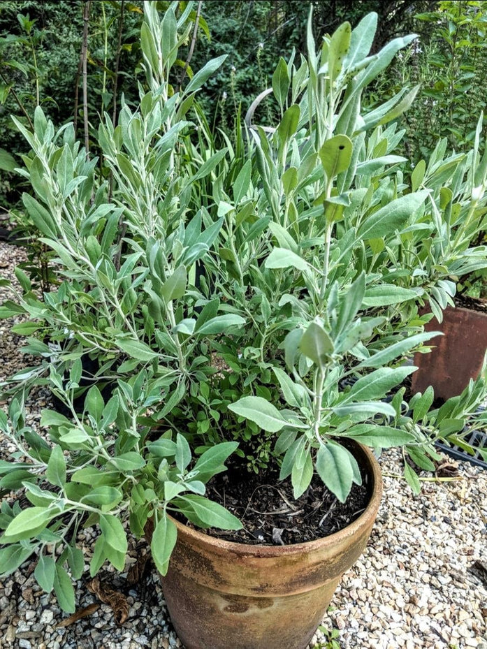 Organic White Sage | Salvia apiana Plant - Mudbrick Herb Cottage