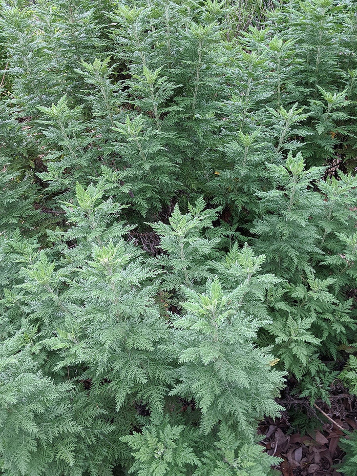 Organic African Wormwood | Artemesia afra Plant - Mudbrick Herb Cottage