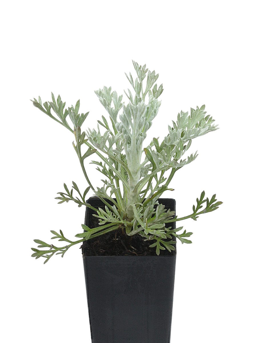 Organic Wormwood Frigida | Artemisia frigida Plant - Mudbrick Herb Cottage
