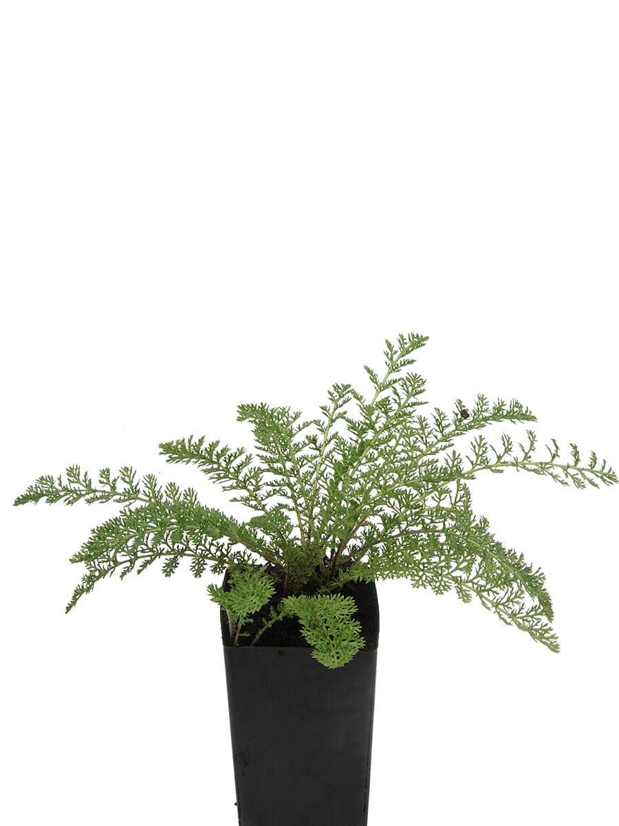 Organic Red Yarrow | Achillea millefolium Plant - Mudbrick Herb Cottage