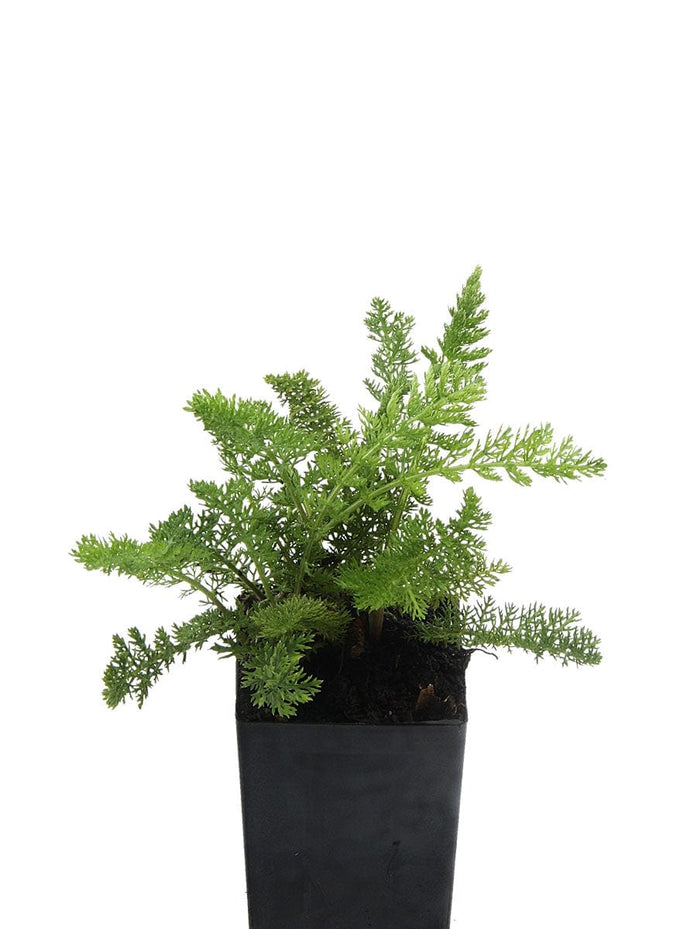 Organic Yarrow White | Achillea Millefolium Plant - Mudbrick Herb Cottage